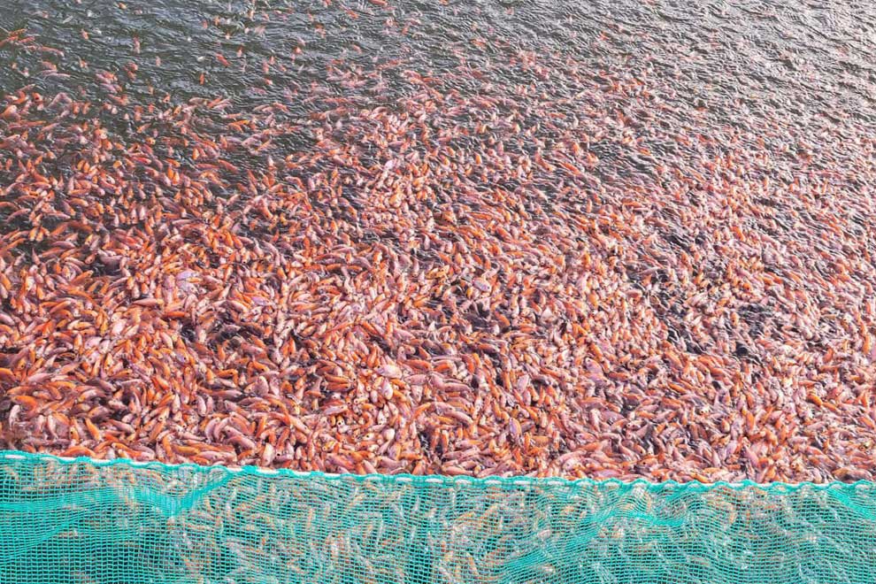 Gender-swapped fish key to latest commercial aquaculture industry ...